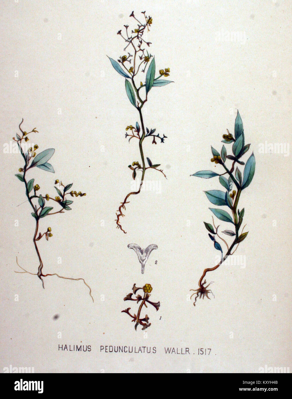 Halimus pedunculatus — Flora Batava — Volume v19 Stock Photo - Alamy