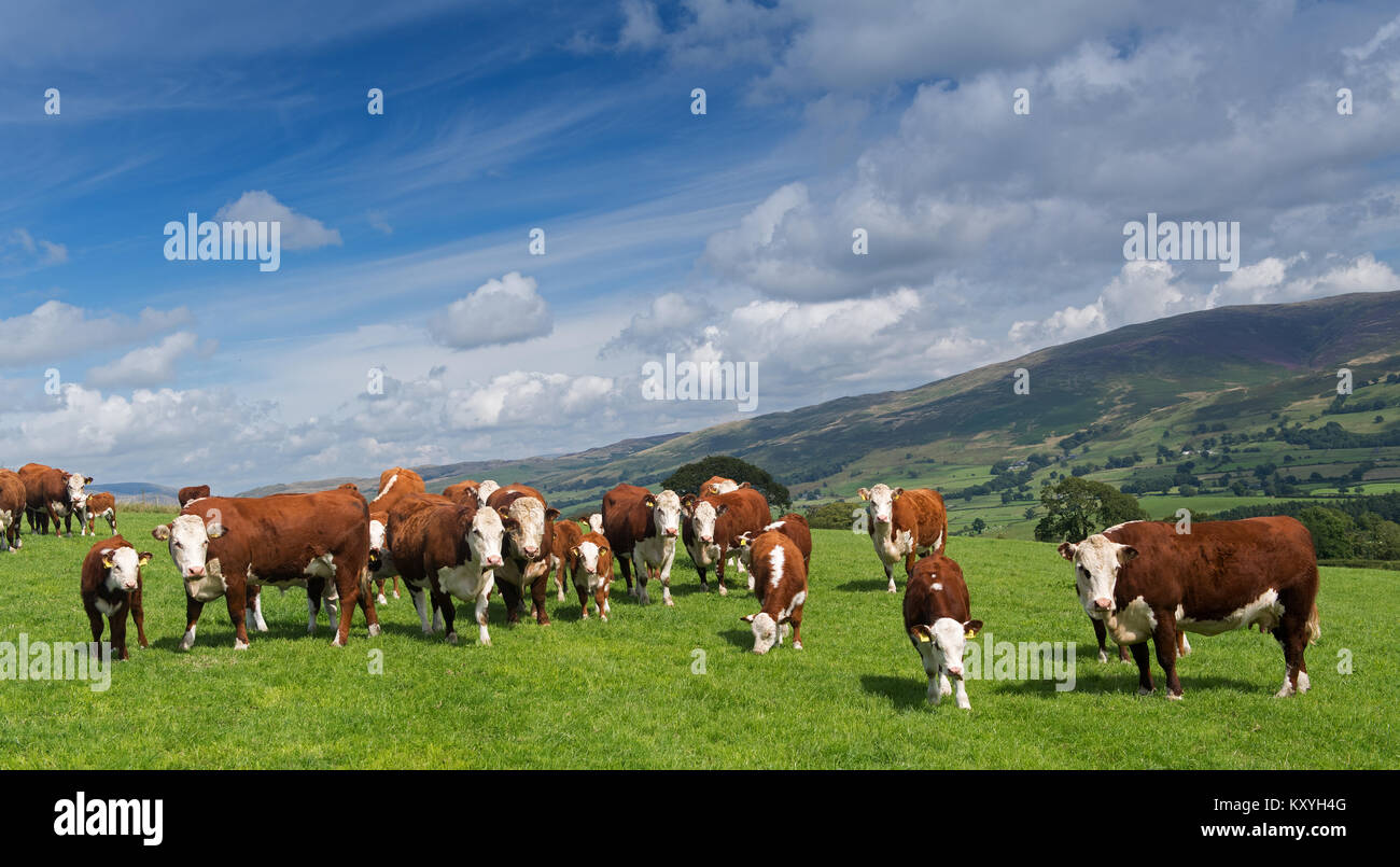 Herd of Hereford beef cattle in the English landscape, Cumbria, UK ...