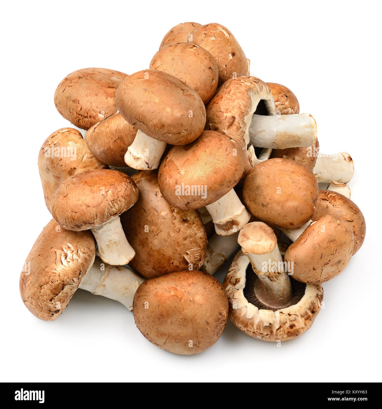 Collection champignon isolated on white background Stock Photo - Alamy