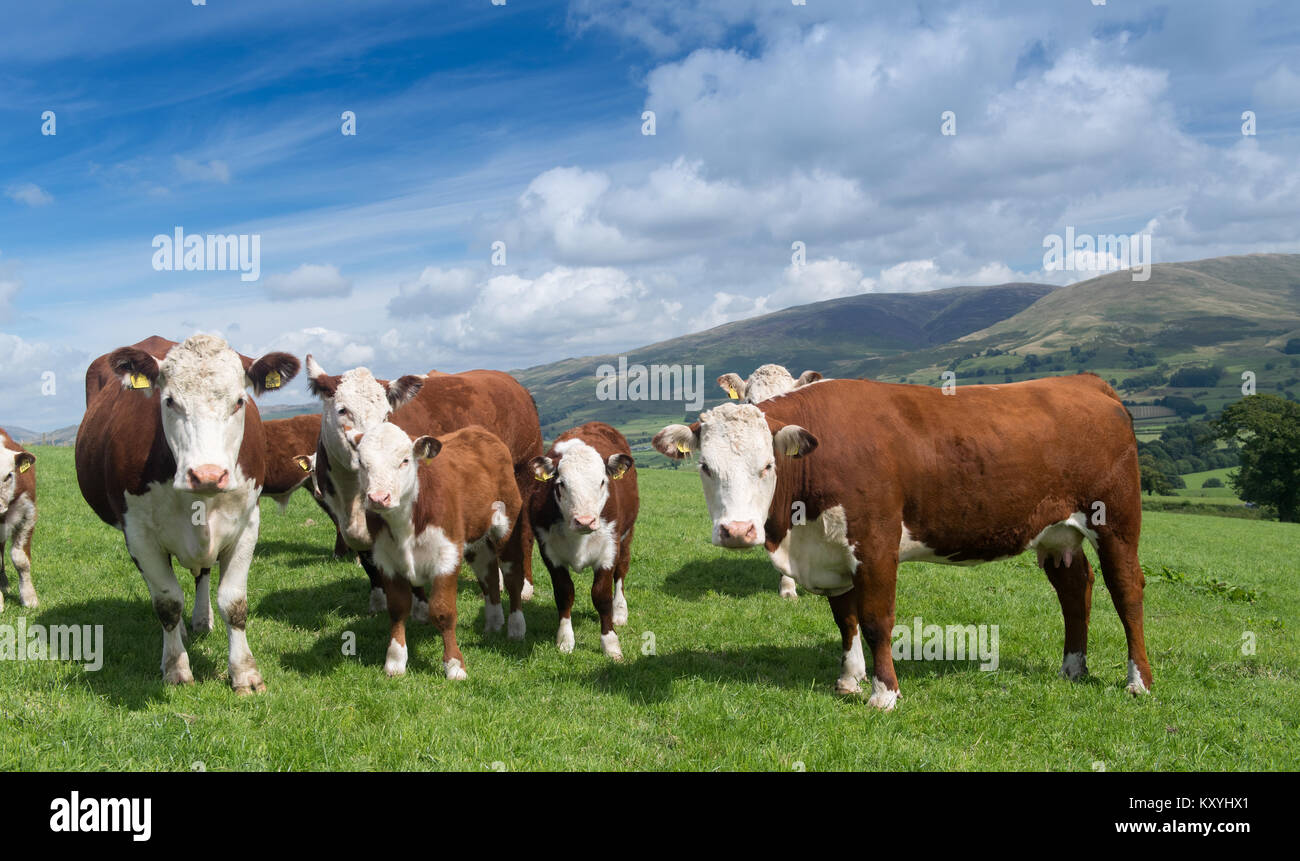 White faced hereford calf in hi-res stock photography and images - Alamy