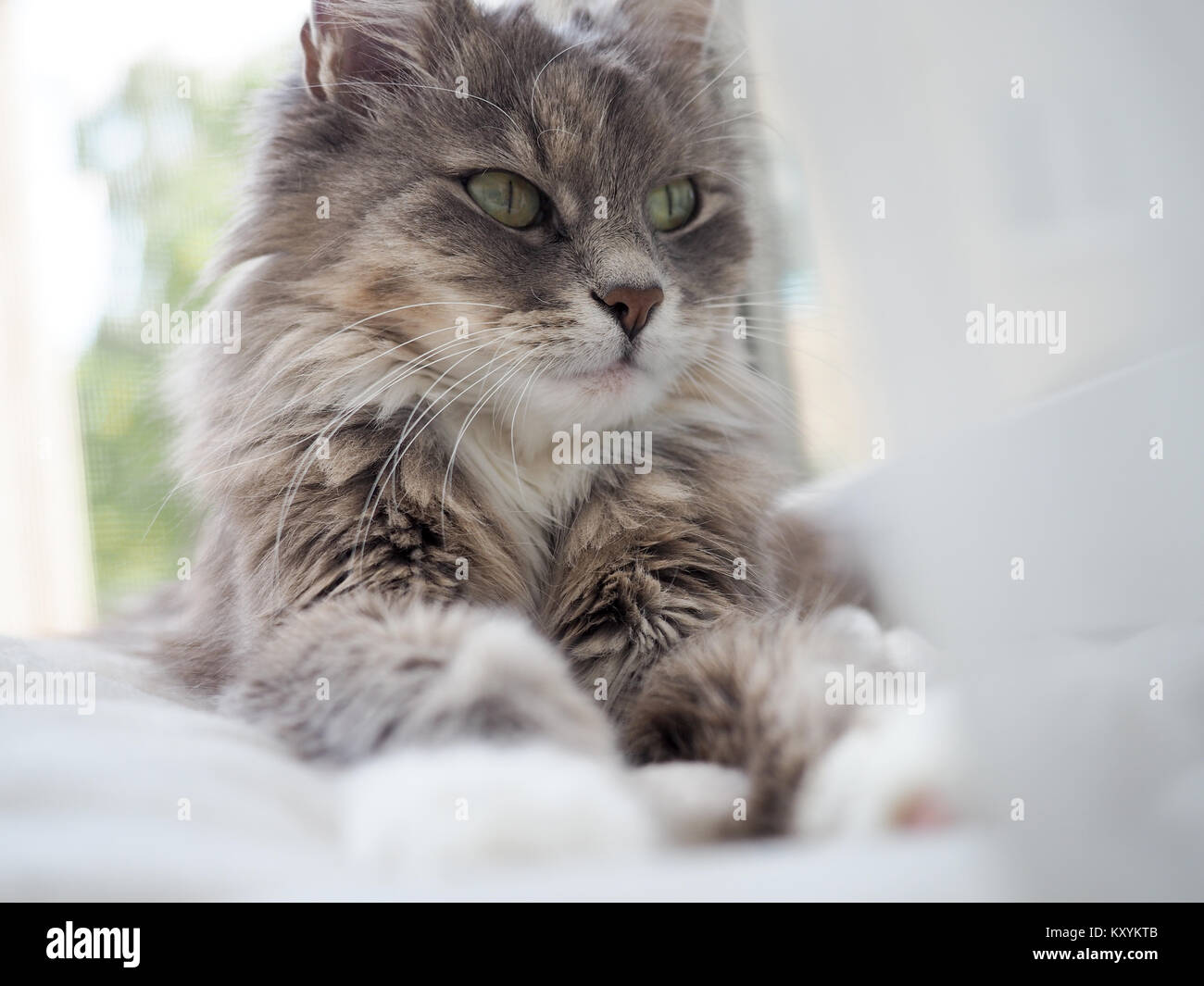 Cat Portrait. Beautiful portrait of a cute, fluffy, charming cat close ...