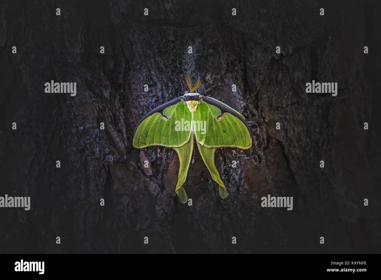 Night flying moth united states hi-res stock photography and images - Alamy