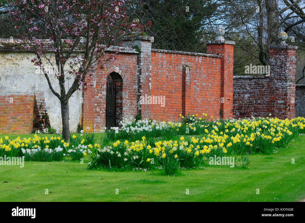 daffodils in flower in spring. Edmondsham, Dorset, UK Stock Photo - Alamy