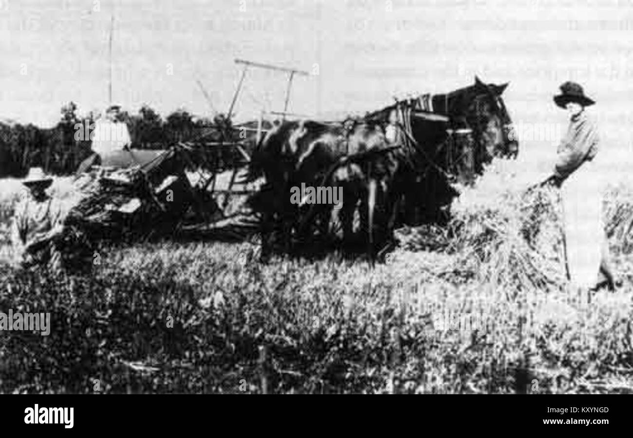 Historical wheat harvesting hi-res stock photography and images - Alamy