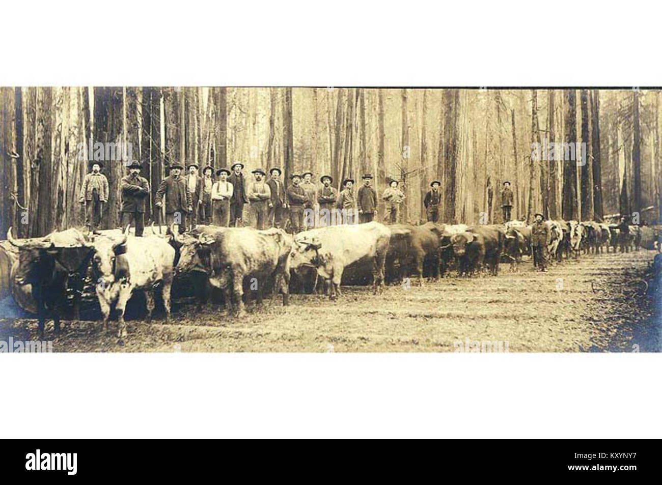 American historical logging hi-res stock photography and images - Alamy