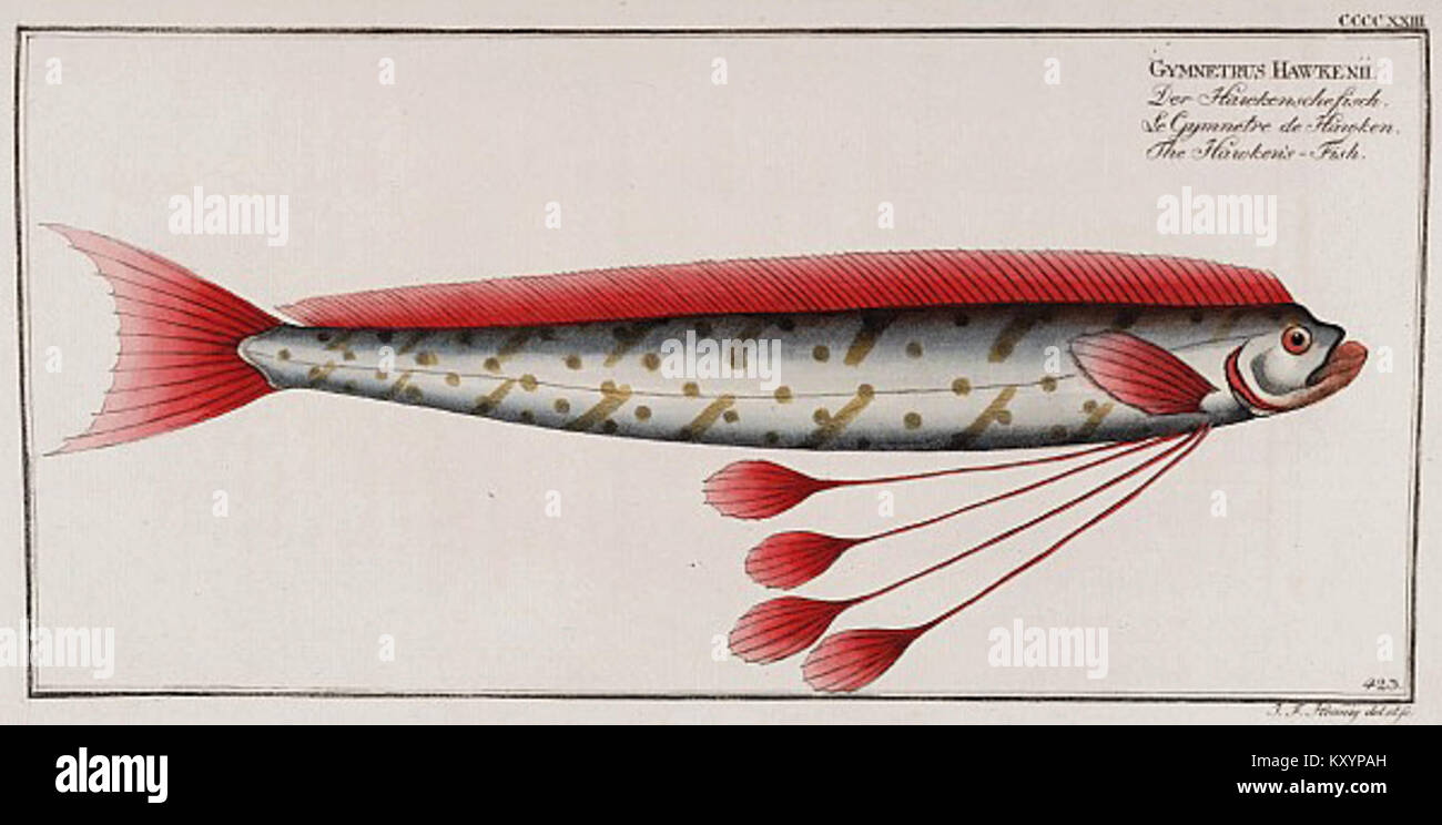 A scientific drawing attributed to Hawken, depicting fish species in ...