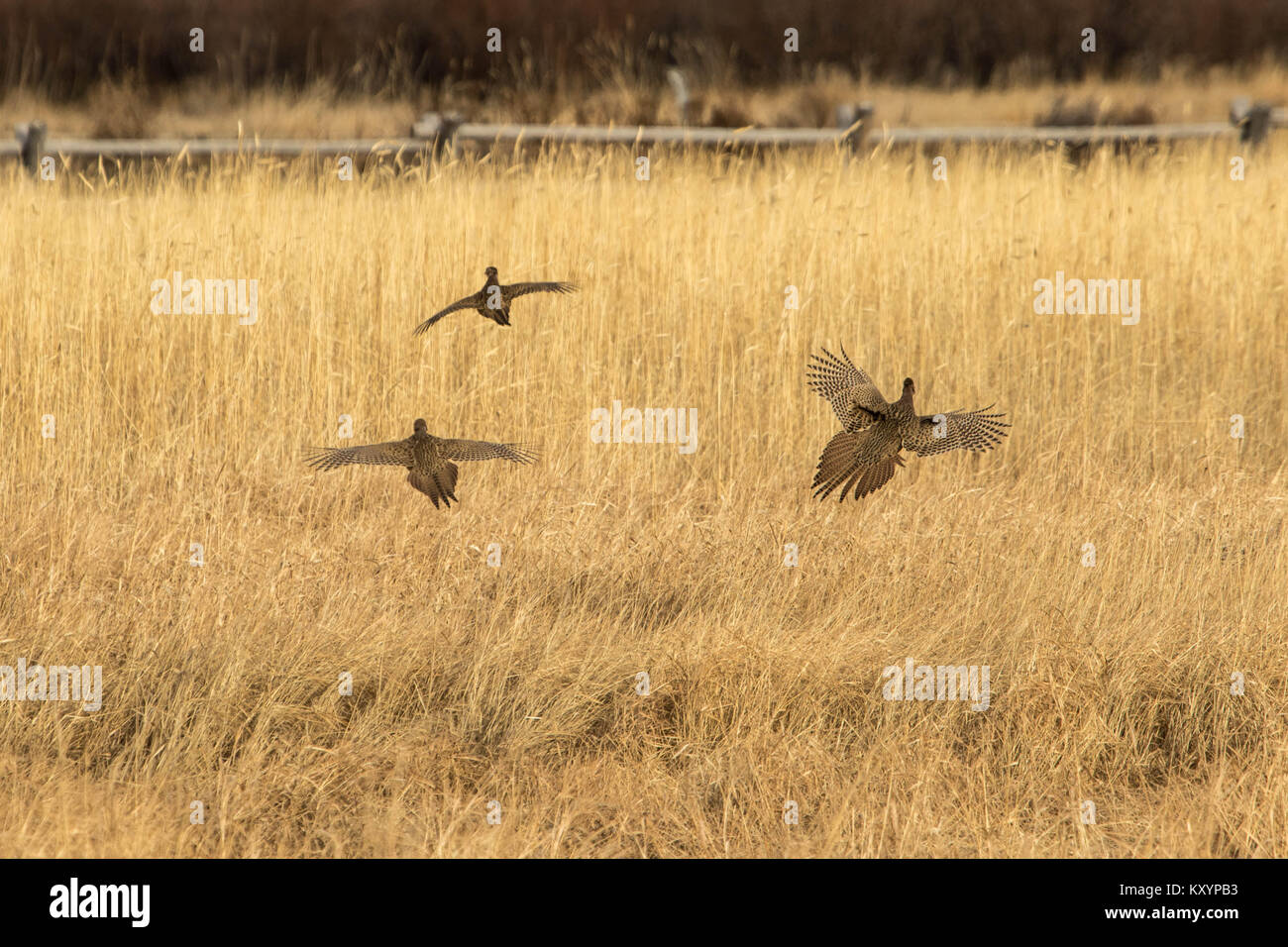 Pheasants flying hi-res stock photography and images - Alamy