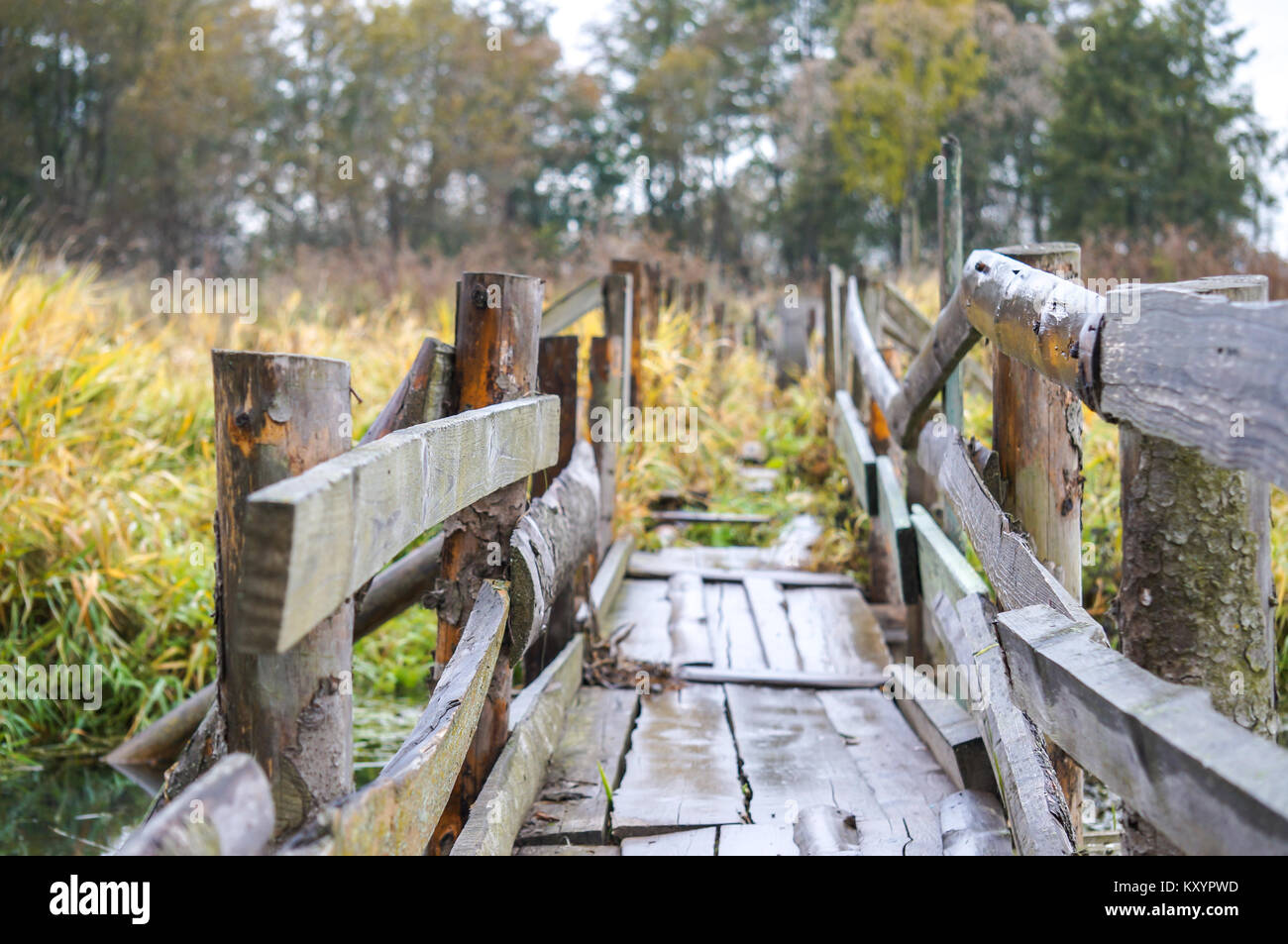 Old, wooden, dilapidated bridge across an abandoned river in the forest ...