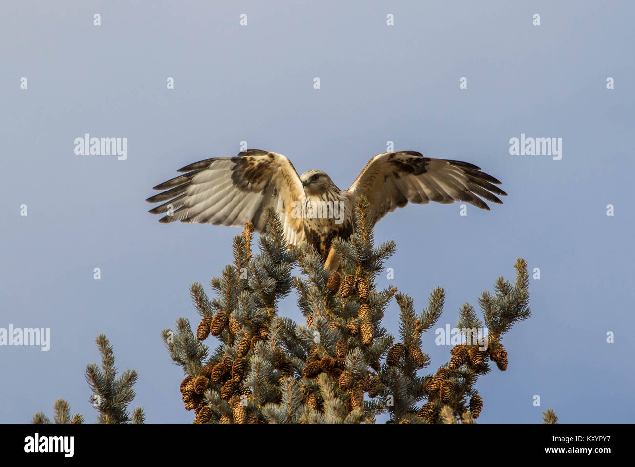 Rough legged hawk hi-res stock photography and images - Alamy