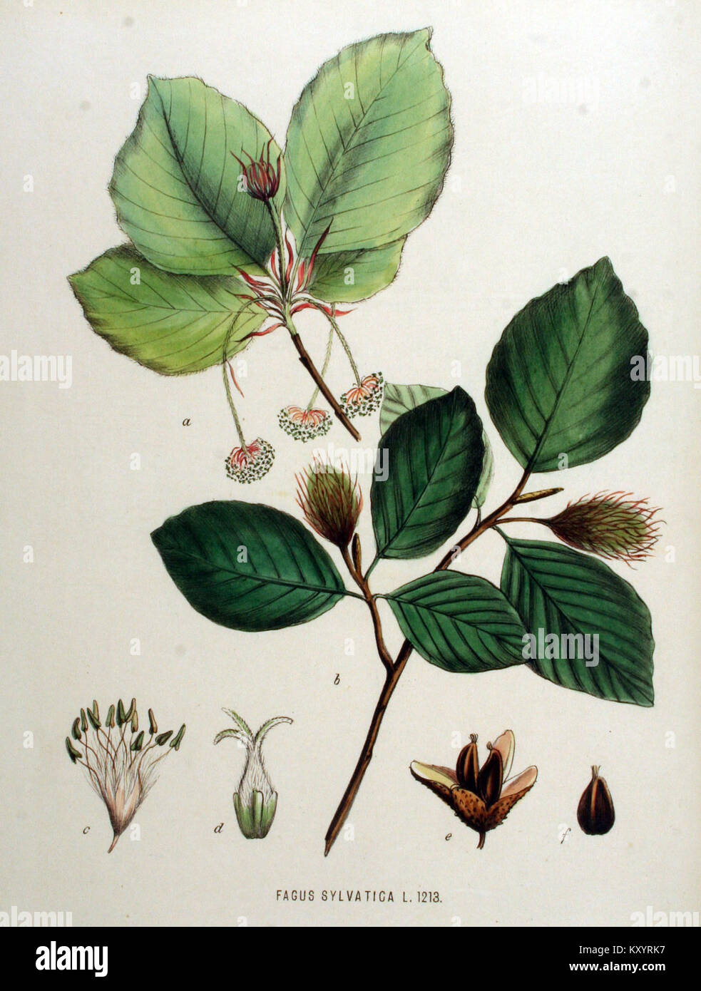 Fagus sylvatica — Flora Batava — Volume v16 Stock Photo - Alamy