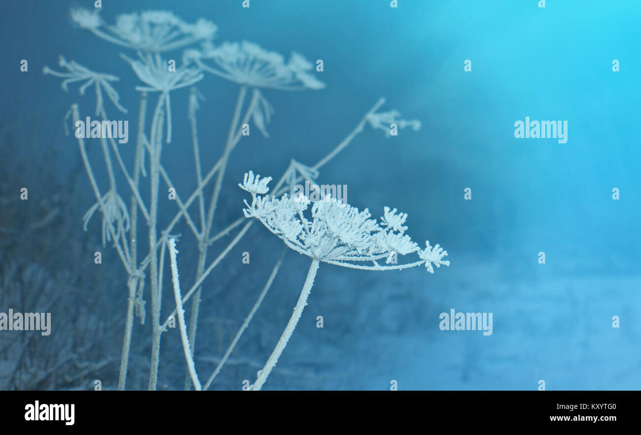 Winter scene .Frozenned flower close up Stock Photo - Alamy