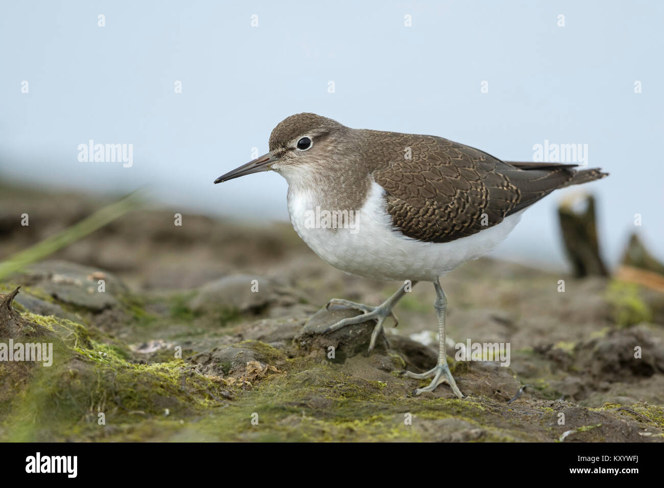 Juvenile Common Sandpiper