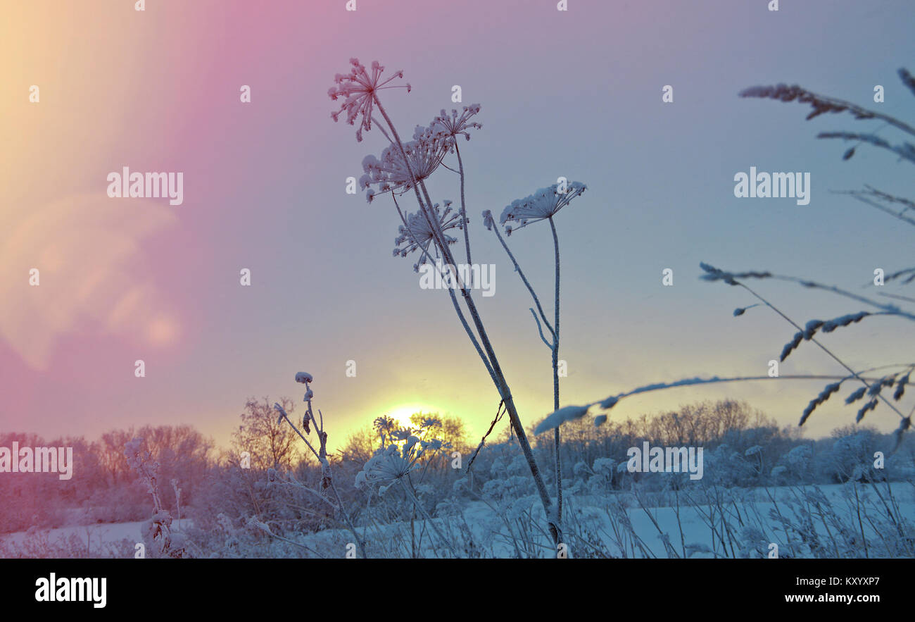 snowfall.Winter beauty scene.frozen flower Stock Photo - Alamy