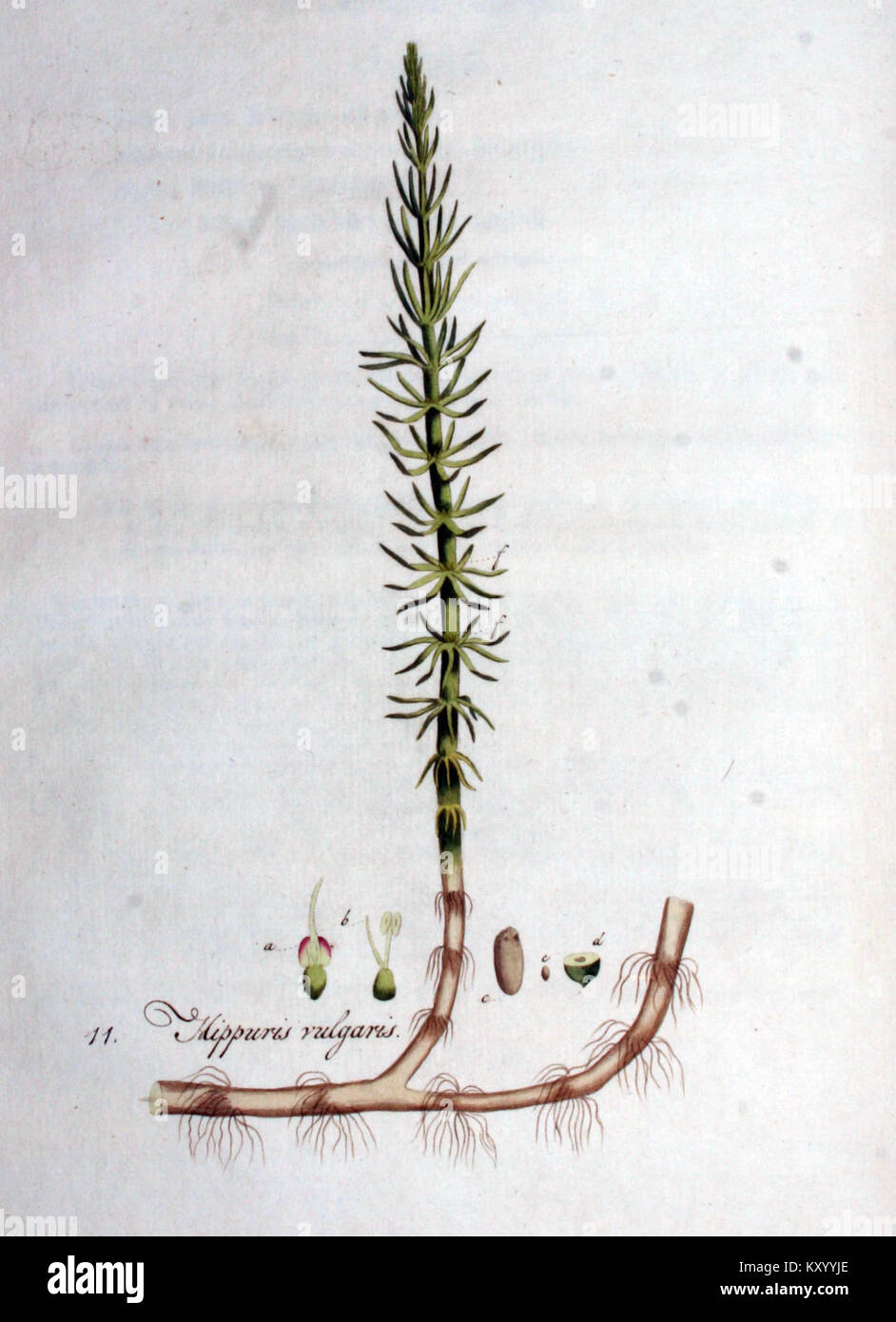 Known as mares tail or common mares tail hi-res stock photography and ...
