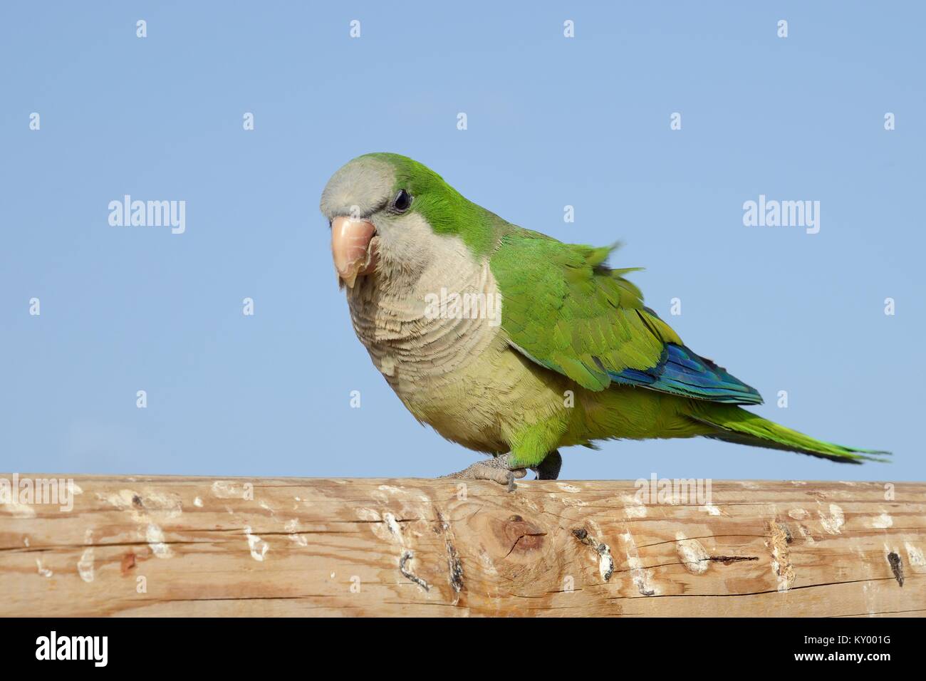 Suburban parakeets High Resolution Stock Photography and Images - Alamy