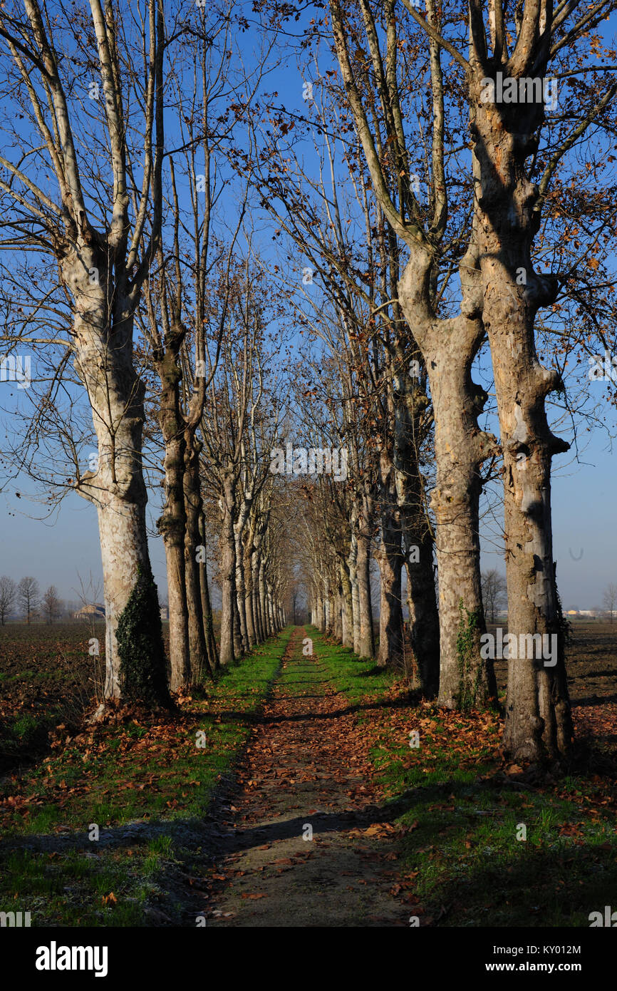 Landscape, 2012, Busseto, Parma, Italy Stock Photo - Alamy