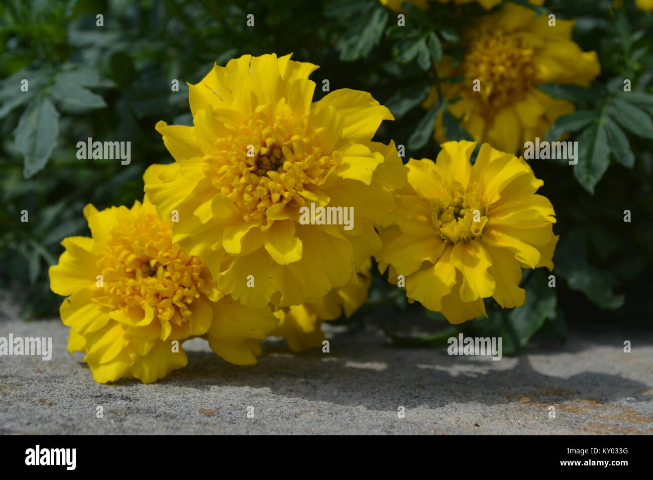 Spring in west virginia hi-res stock photography and images - Alamy