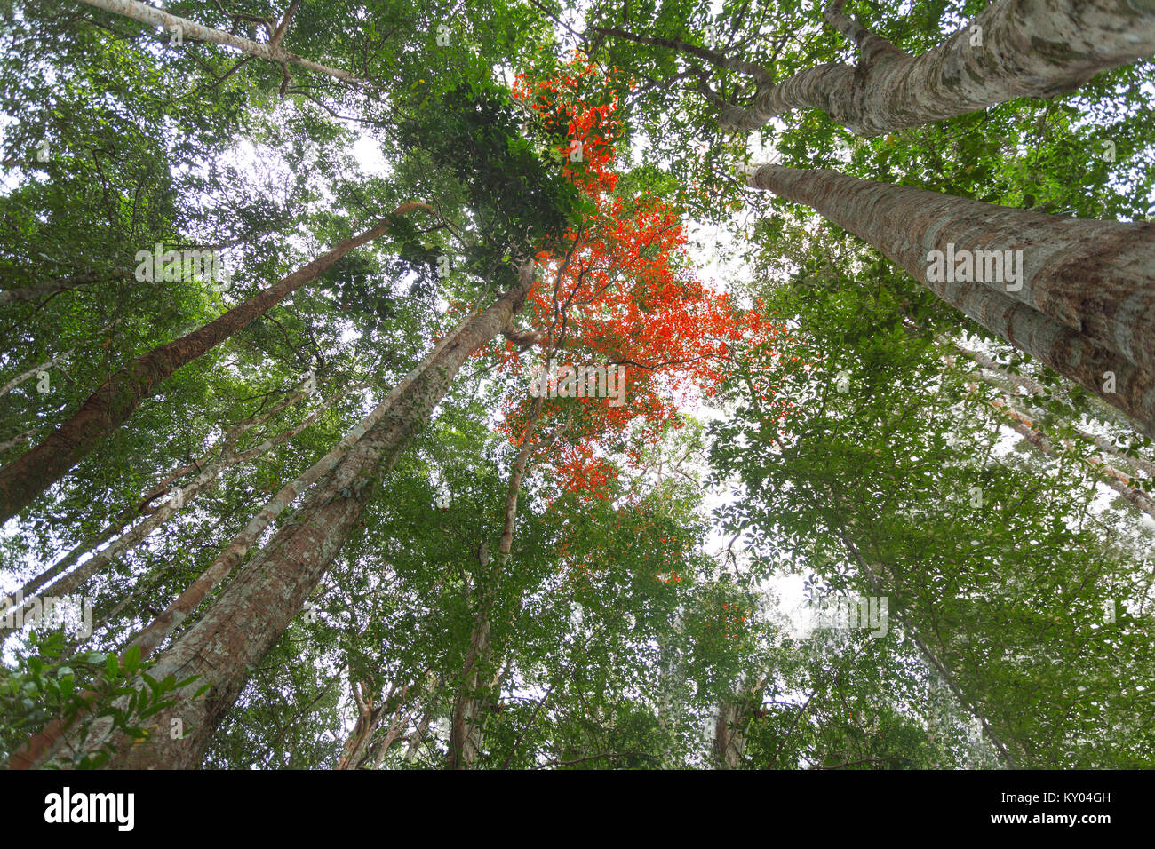 Autumn maple leaves and tree in Thailand Stock Photo - Alamy
