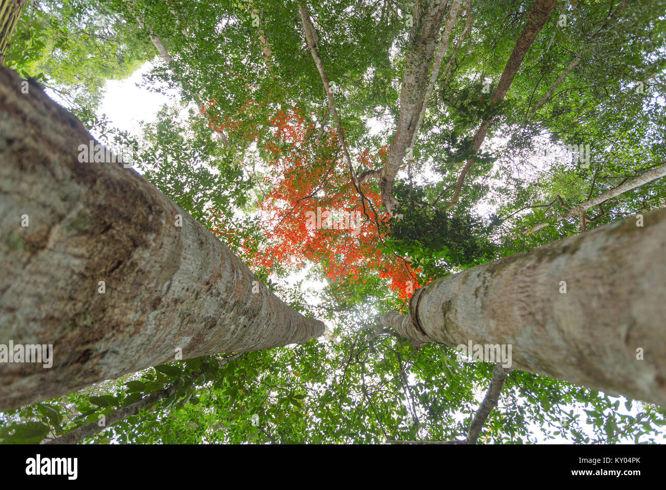 Autumn maple leaves and tree in Thailand Stock Photo - Alamy