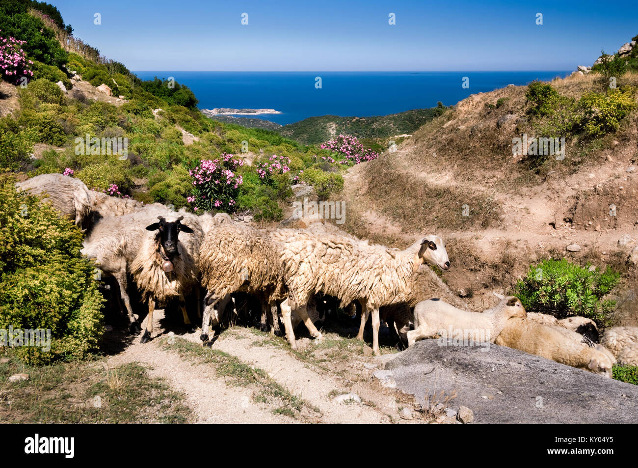 Sheep in the mountains by the sea in Sithonia, Halkidiki, Northern ...