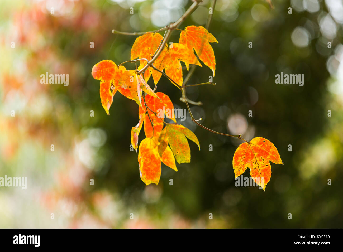 Autumn maple leaves and tree in Thailand Stock Photo - Alamy