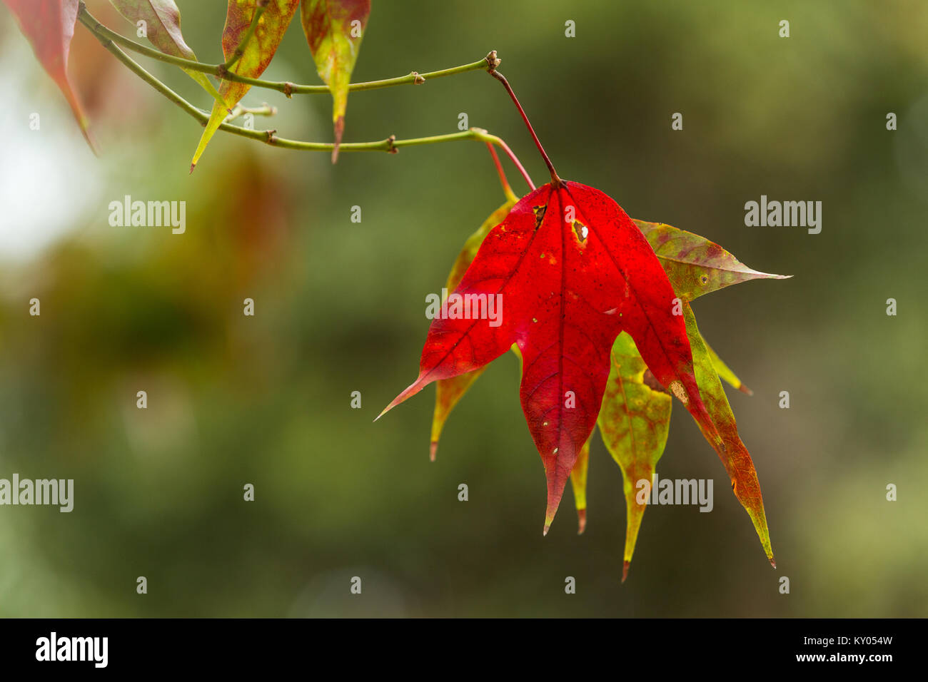 Autumn maple leaves and tree in Thailand Stock Photo - Alamy