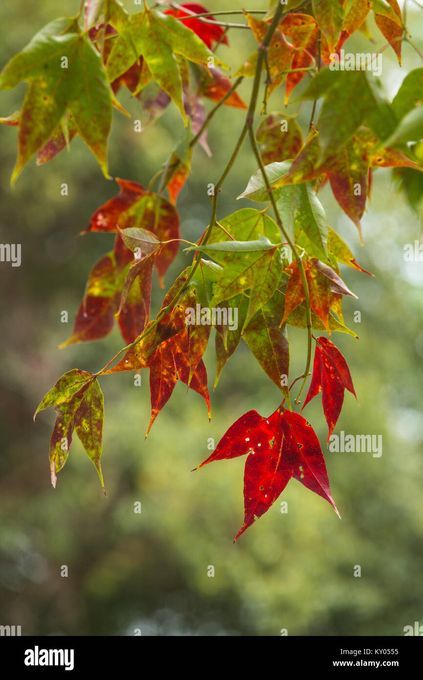 Autumn maple leaves and tree in Thailand Stock Photo - Alamy