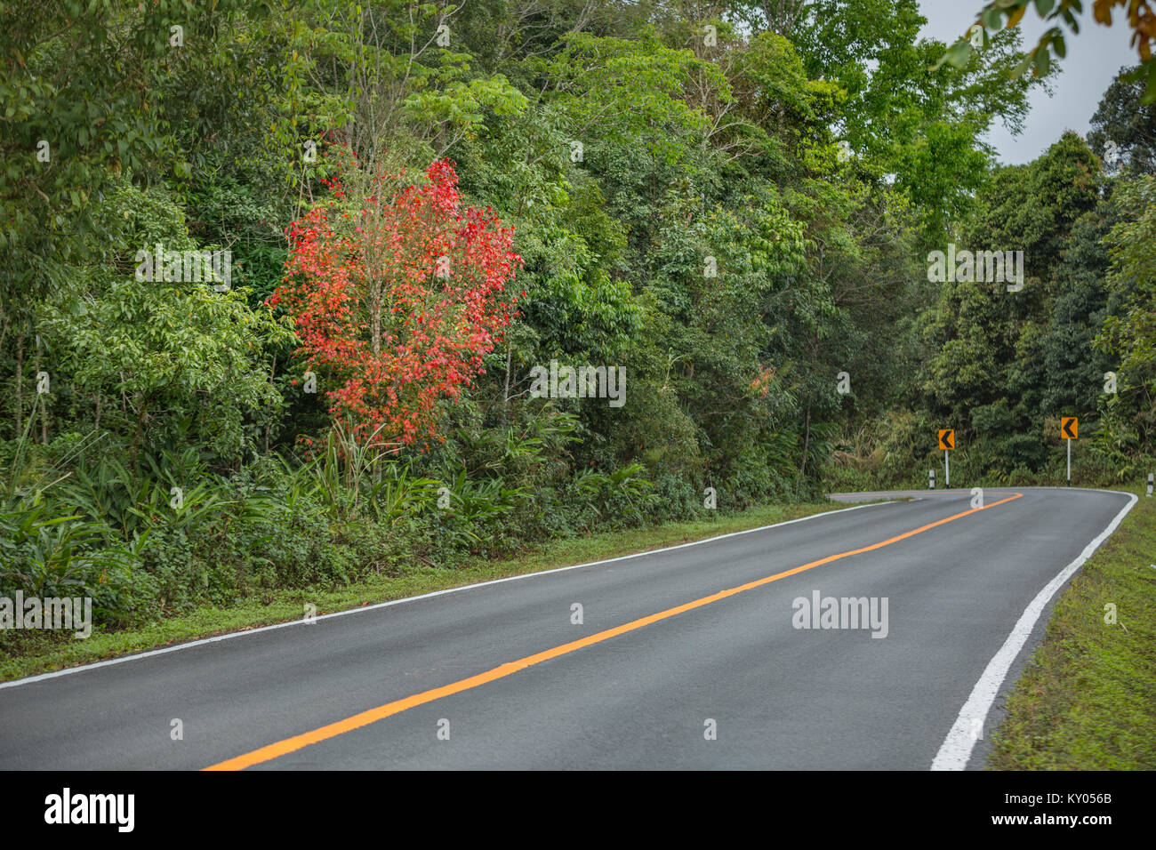 Autumn maple leaves and tree in Thailand Stock Photo - Alamy