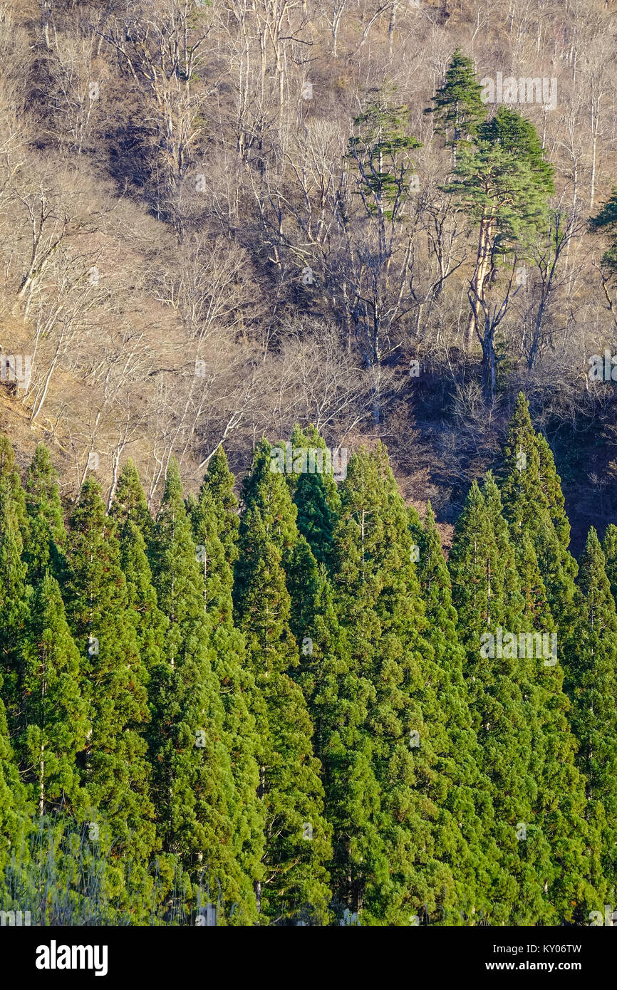 Pine trees on mountain at winter in Gifu, Japan Stock Photo - Alamy