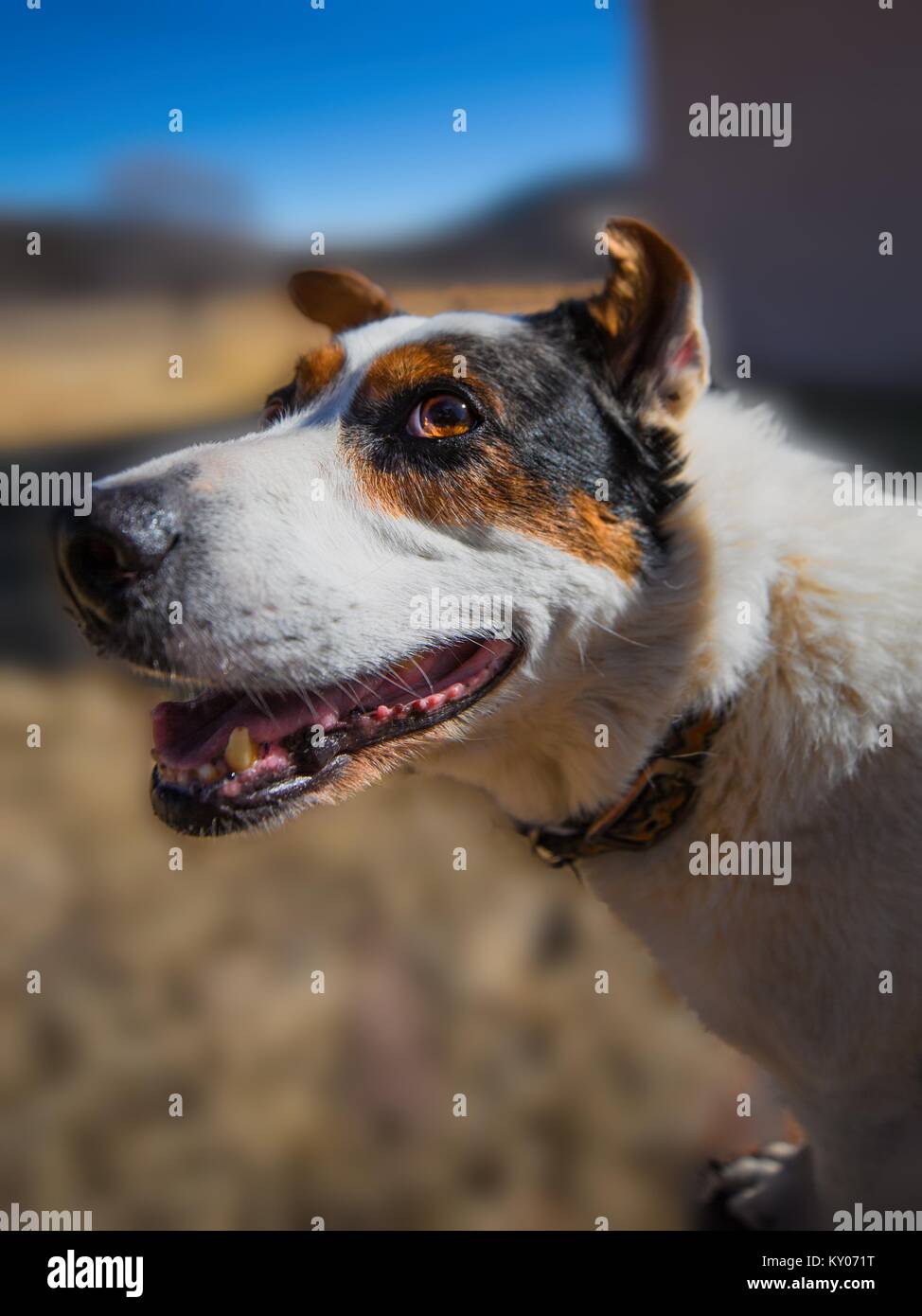 Texas ranch dog hi-res stock photography and images - Alamy