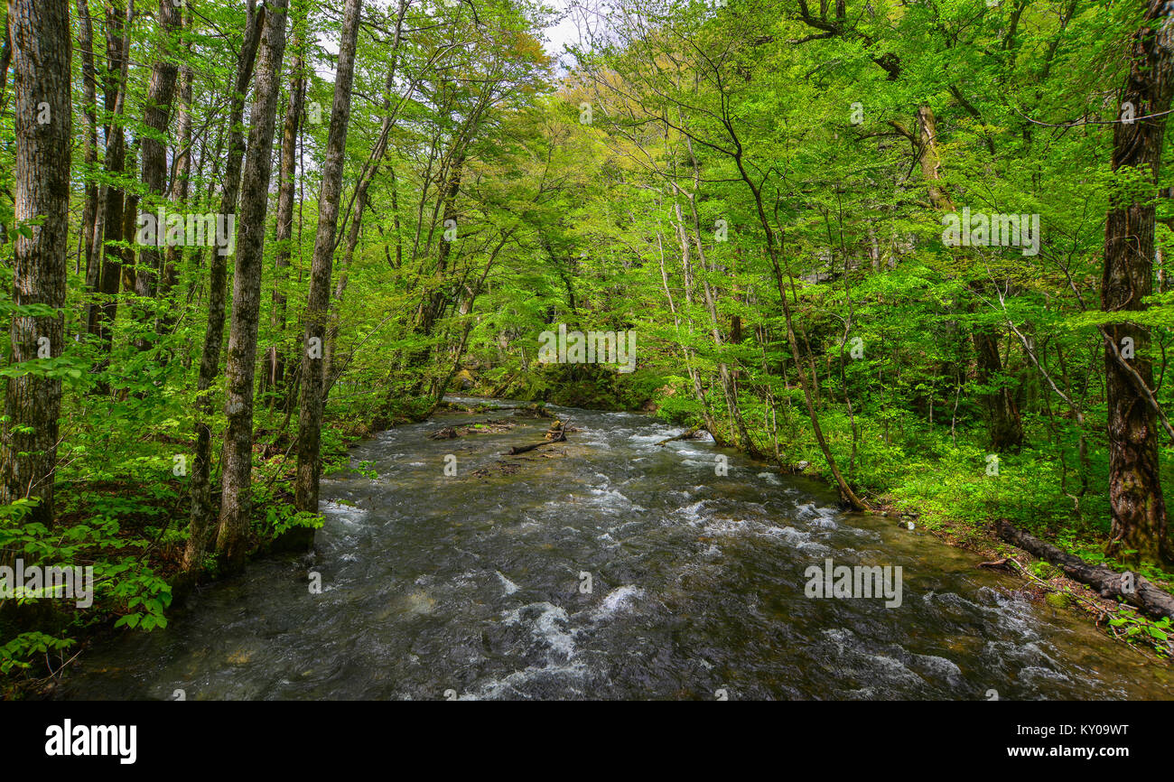 Small stream at Oirase Gorge in Aomori, Japan Stock Photo - Alamy