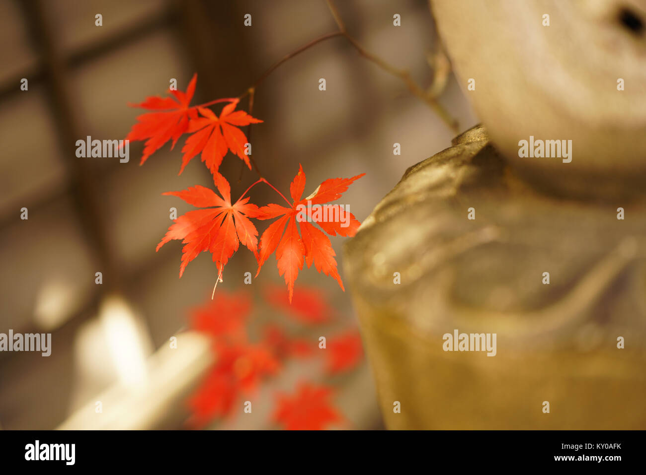 Japanese Fall Foliage Stock Photo - Alamy
