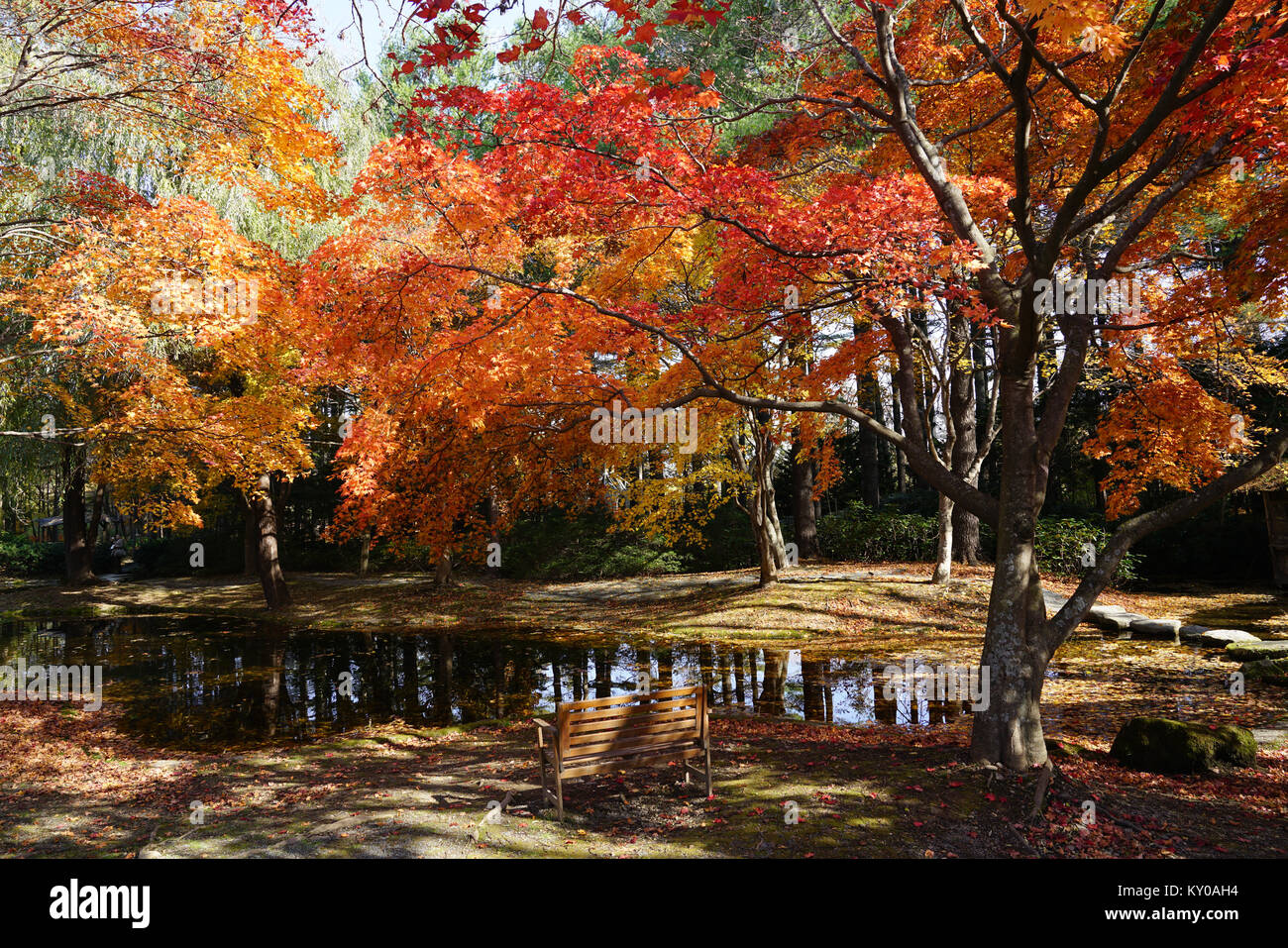 Japanese Fall Foliage Stock Photo - Alamy
