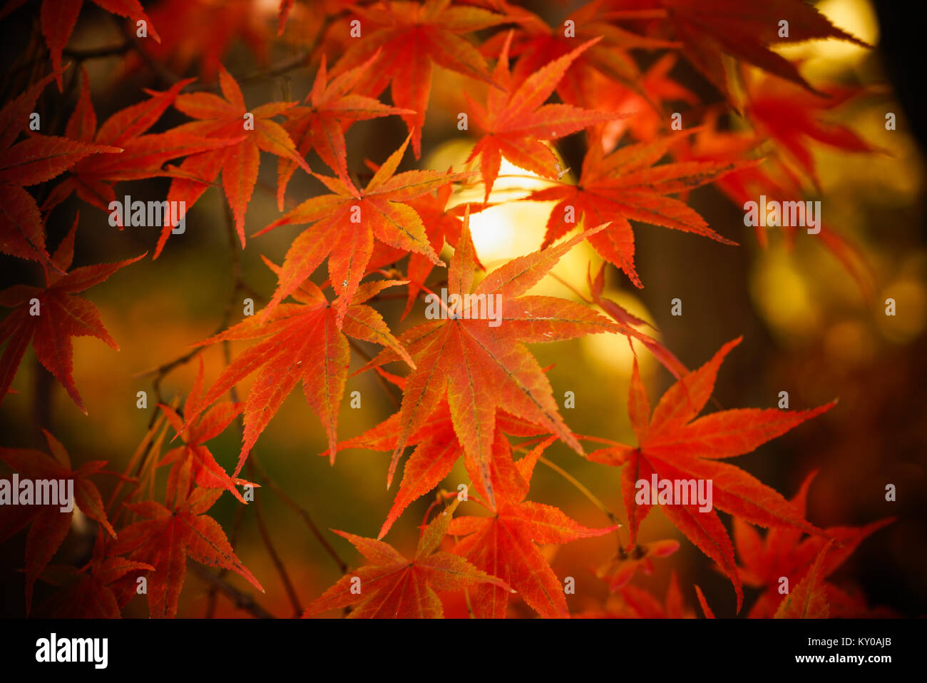 Japanese Fall Foliage Stock Photo - Alamy