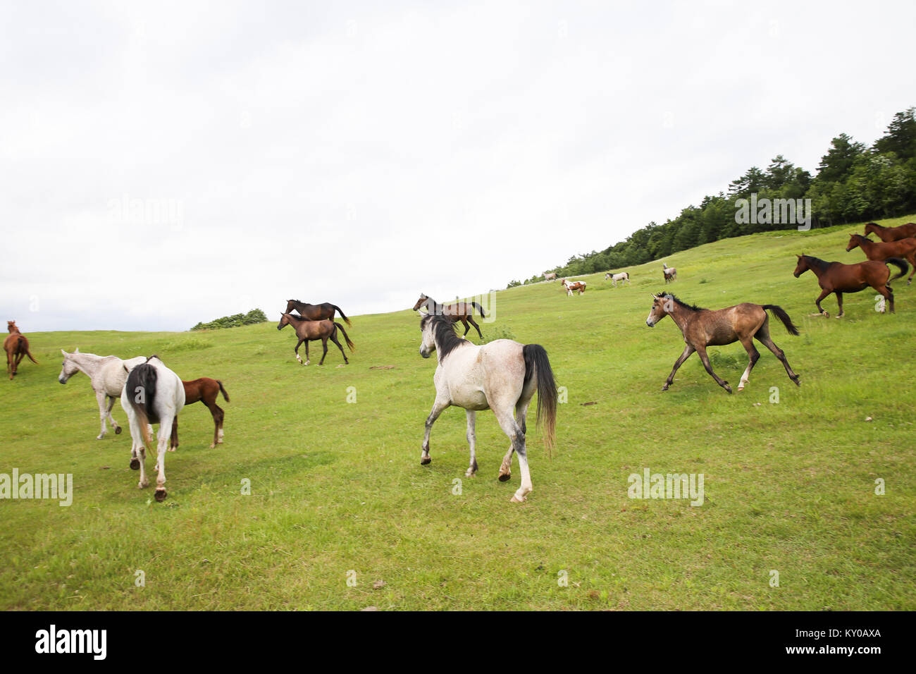 Ranch in Hidaka Stock Photo - Alamy