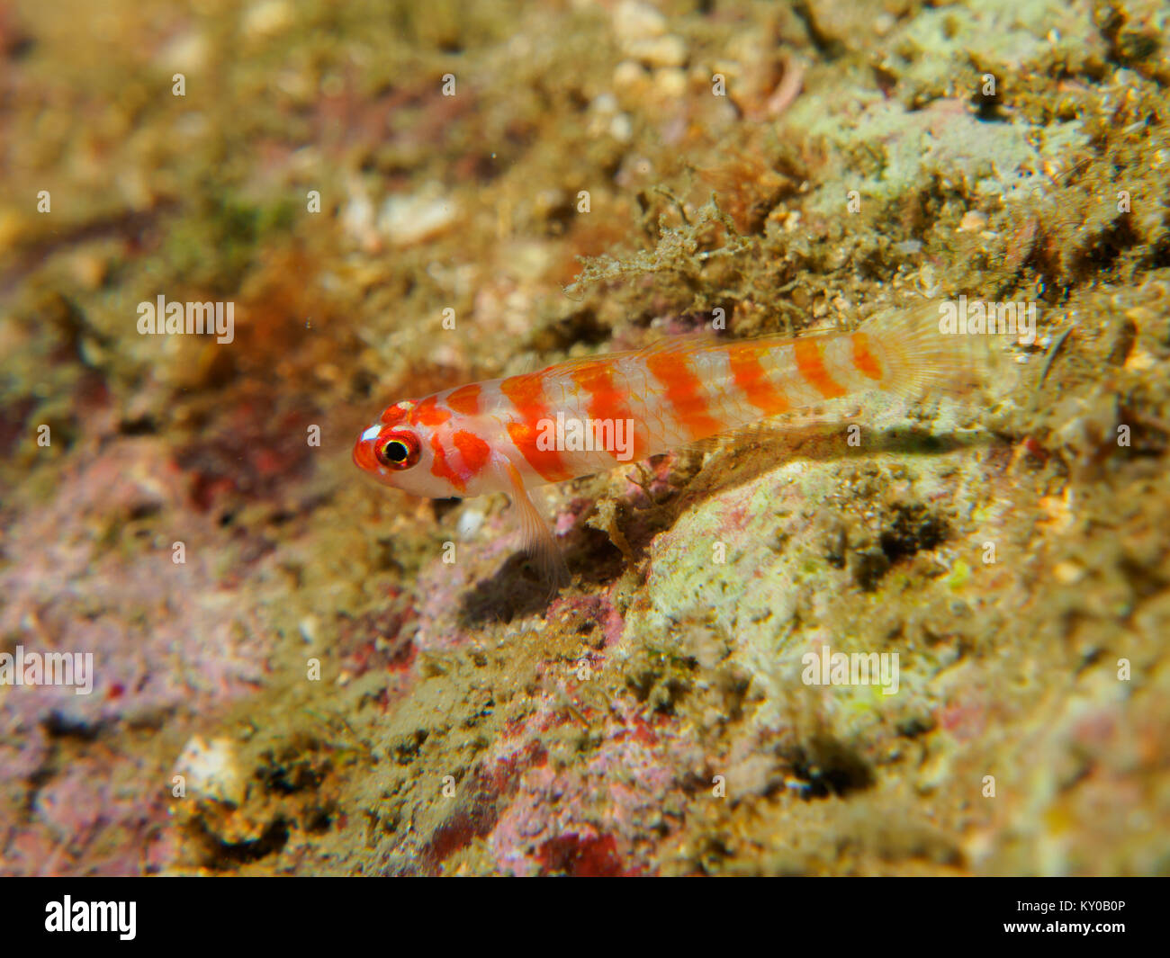 goby fish on the coral , batangas , Philippines Stock Photo - Alamy