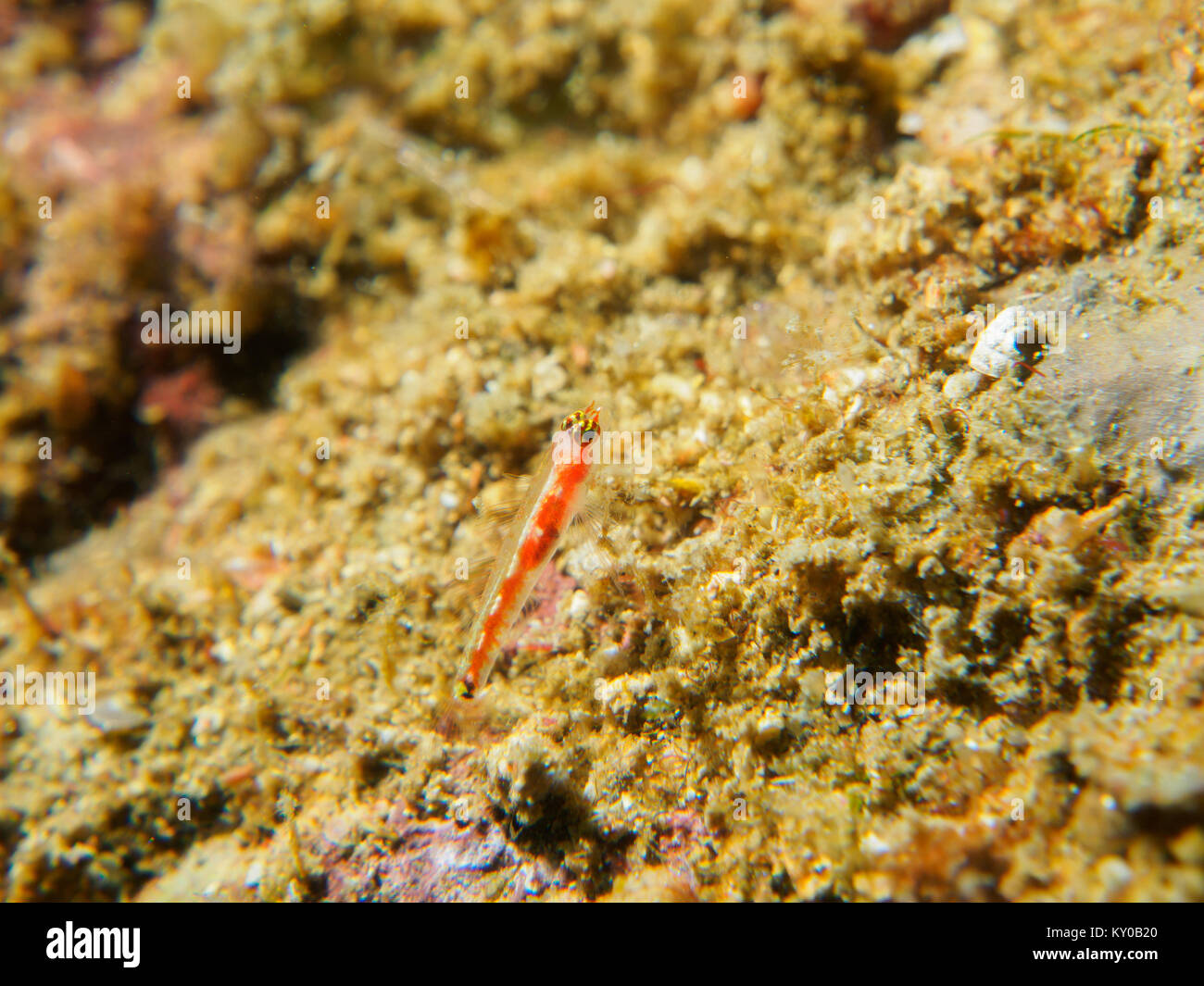 goby fish on the coral , batangas , Philippines Stock Photo - Alamy