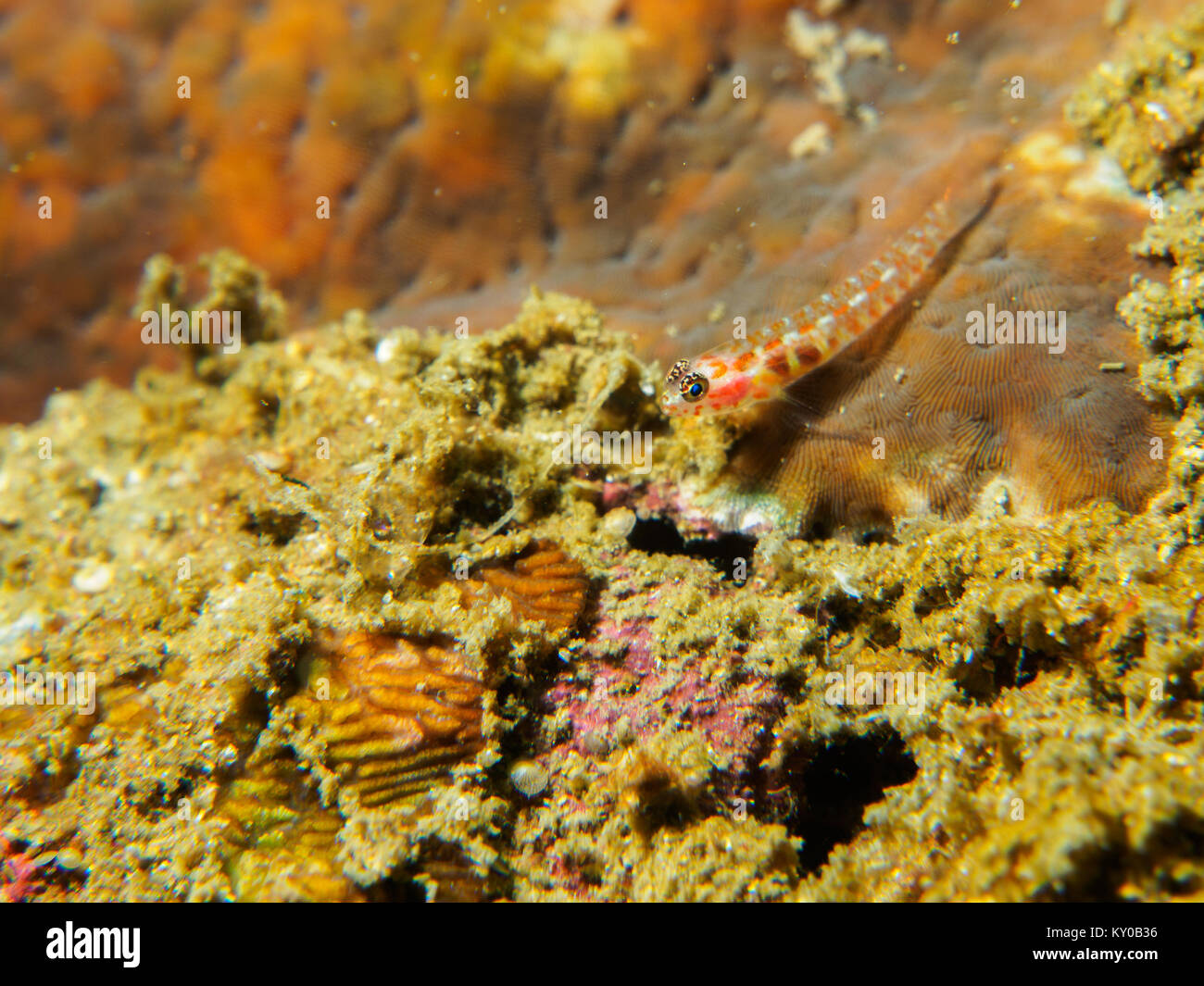 goby fish on the coral , Philippines Stock Photo - Alamy