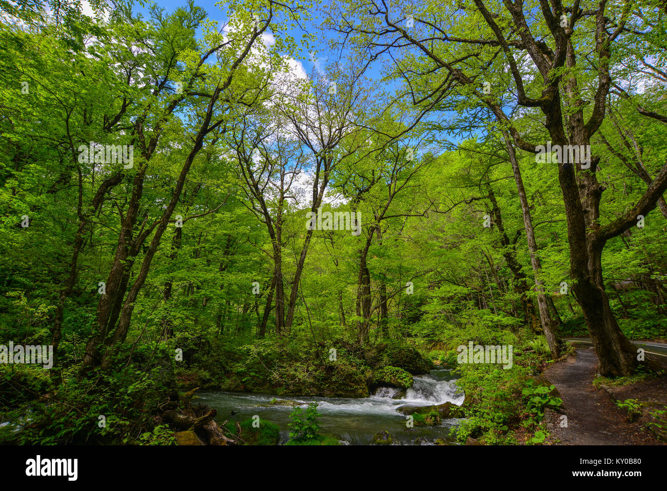 Oirase Stream with green forest in Aomori, Japan Stock Photo - Alamy