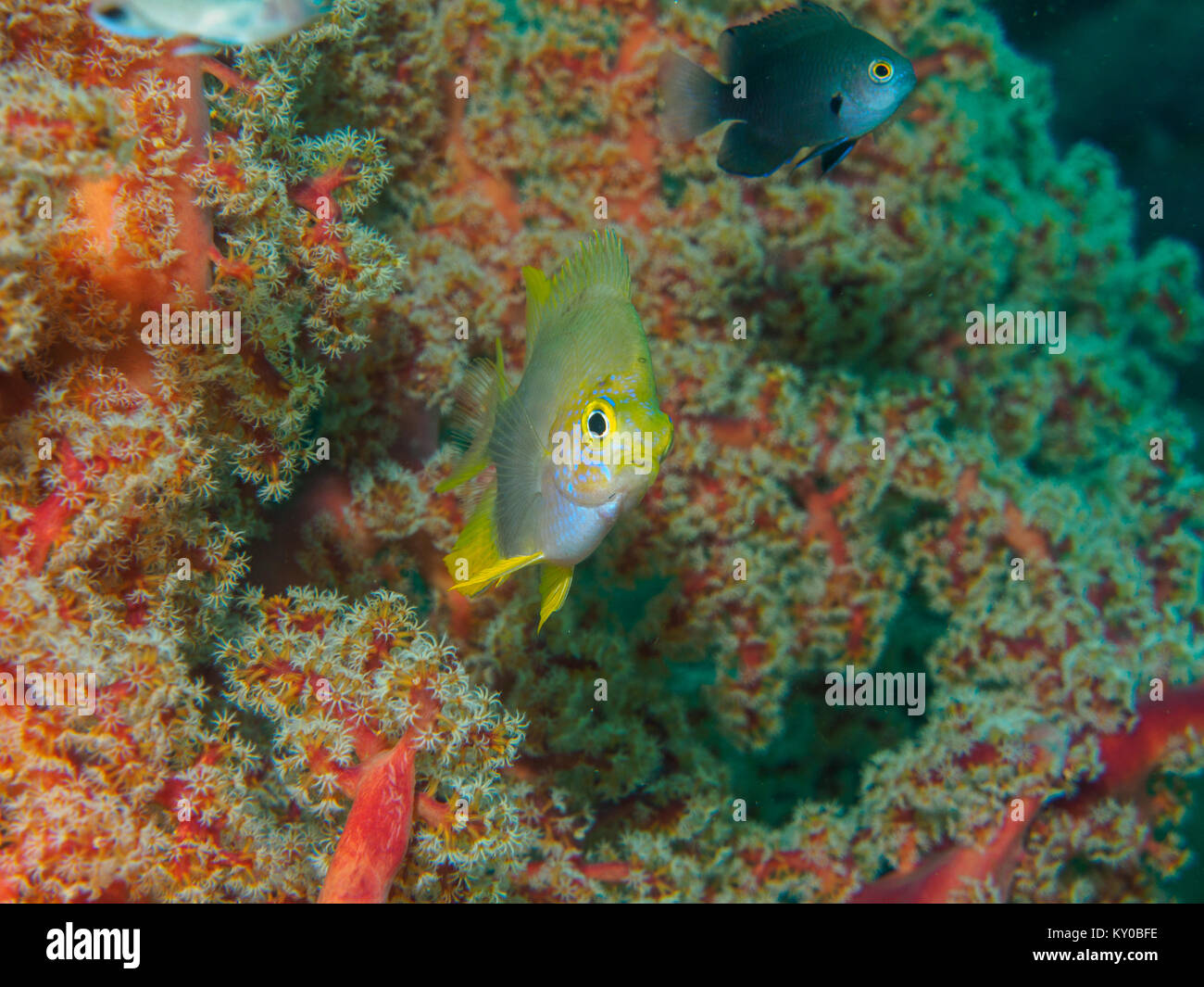 Giant fan coral hi-res stock photography and images - Alamy