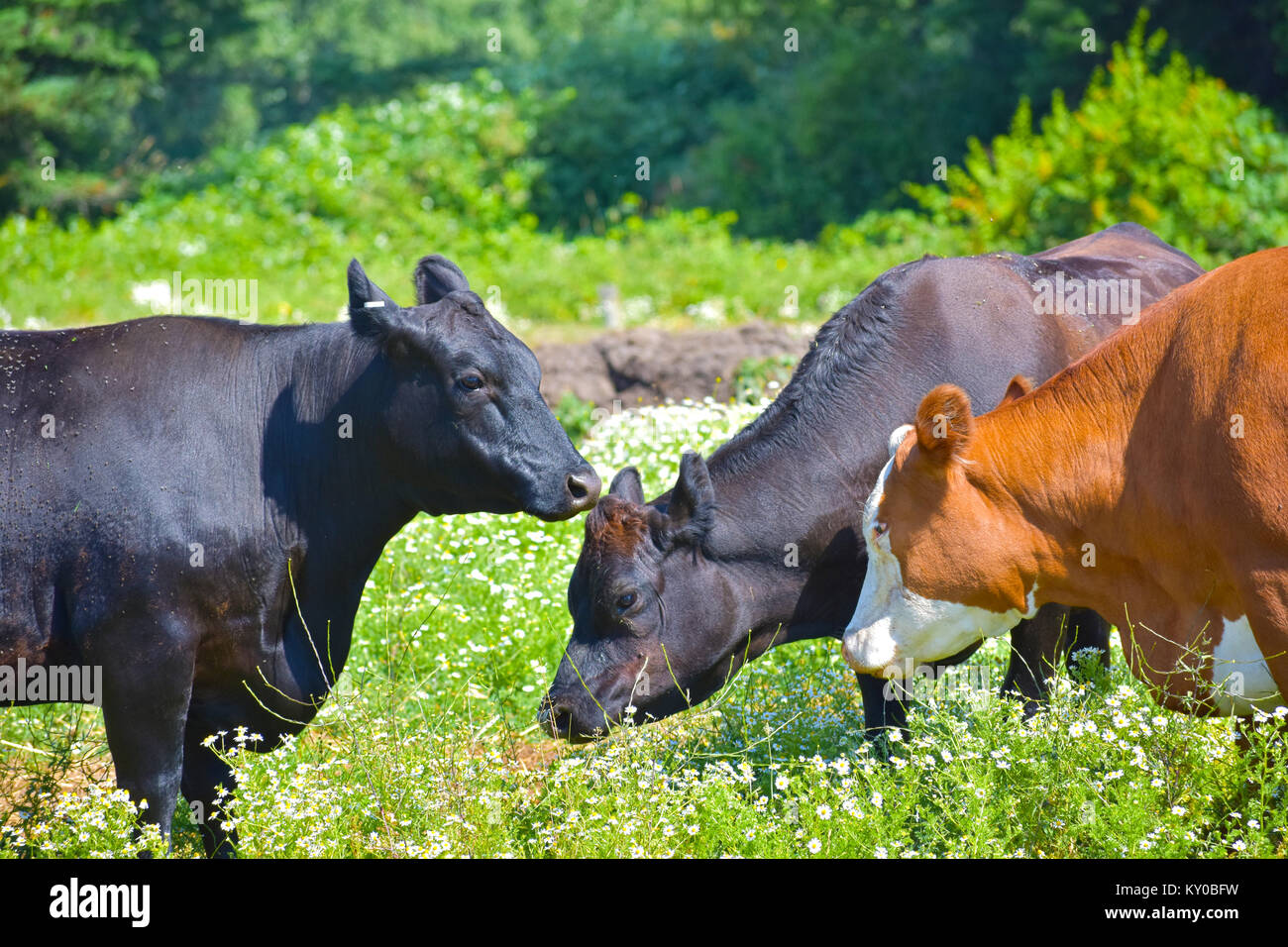 Three cows gathered together in a field of tiny flowers, they looking ...