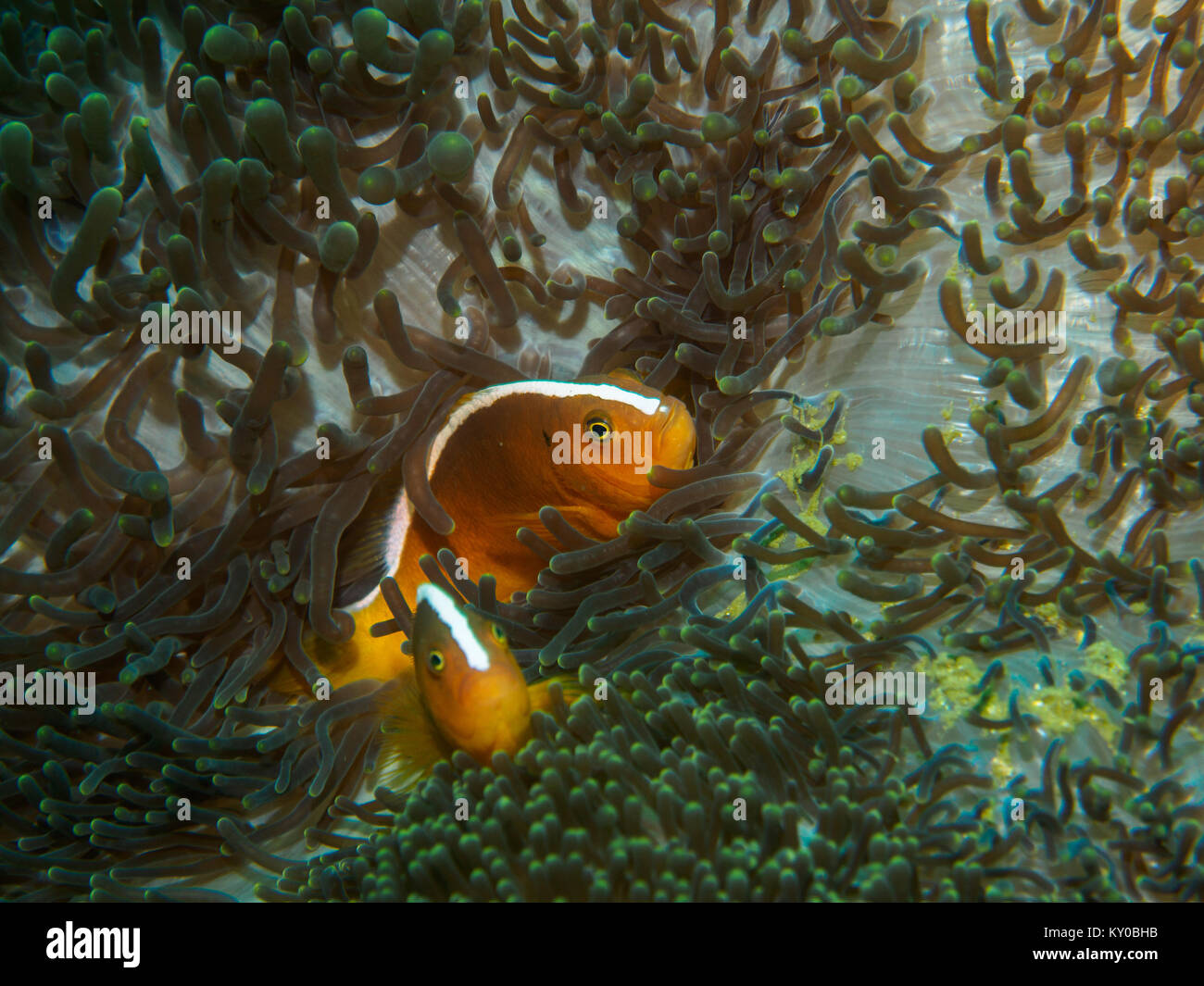 Swimming anemone fish at underwater, Philippines Stock Photo - Alamy