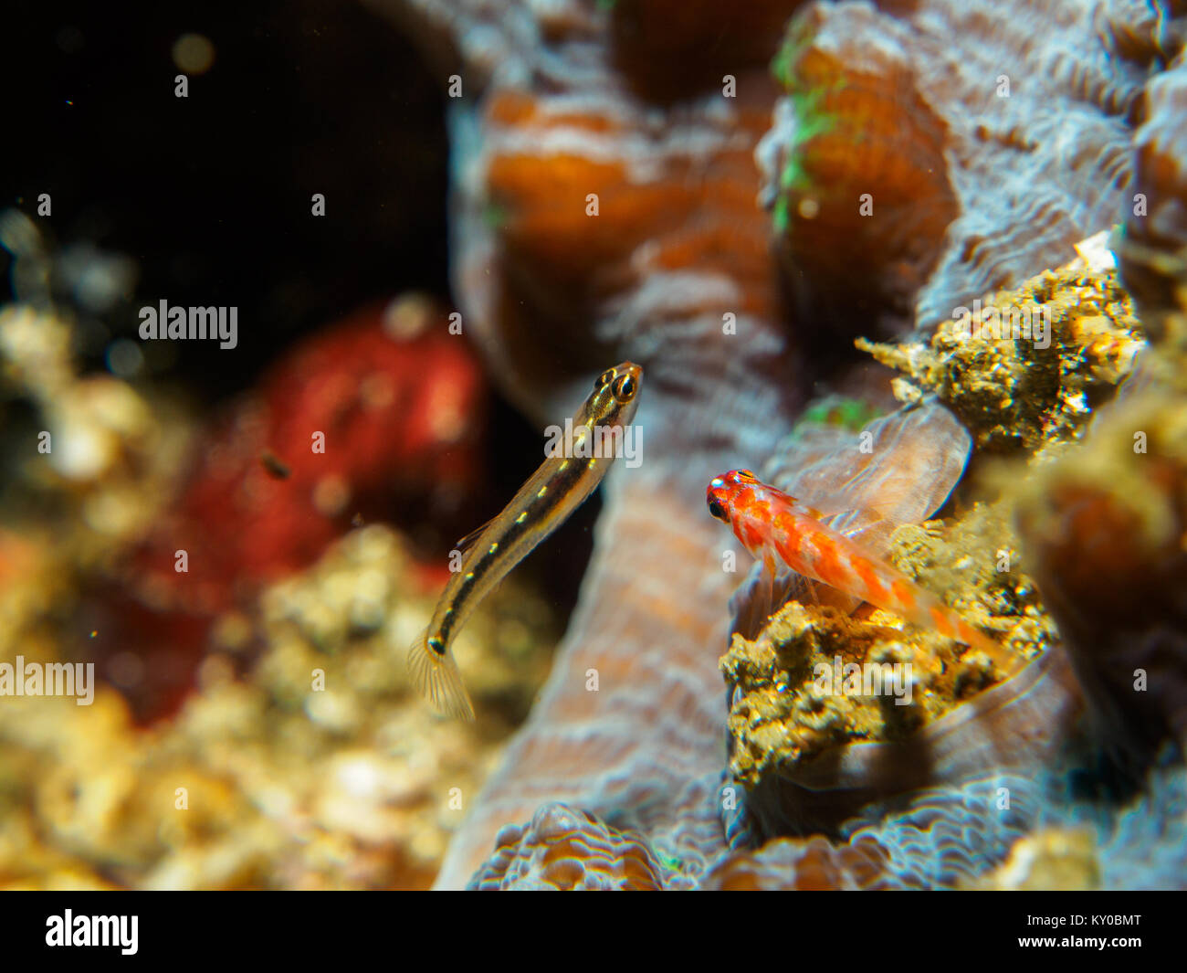 goby fish on the coral , Philippines Stock Photo - Alamy