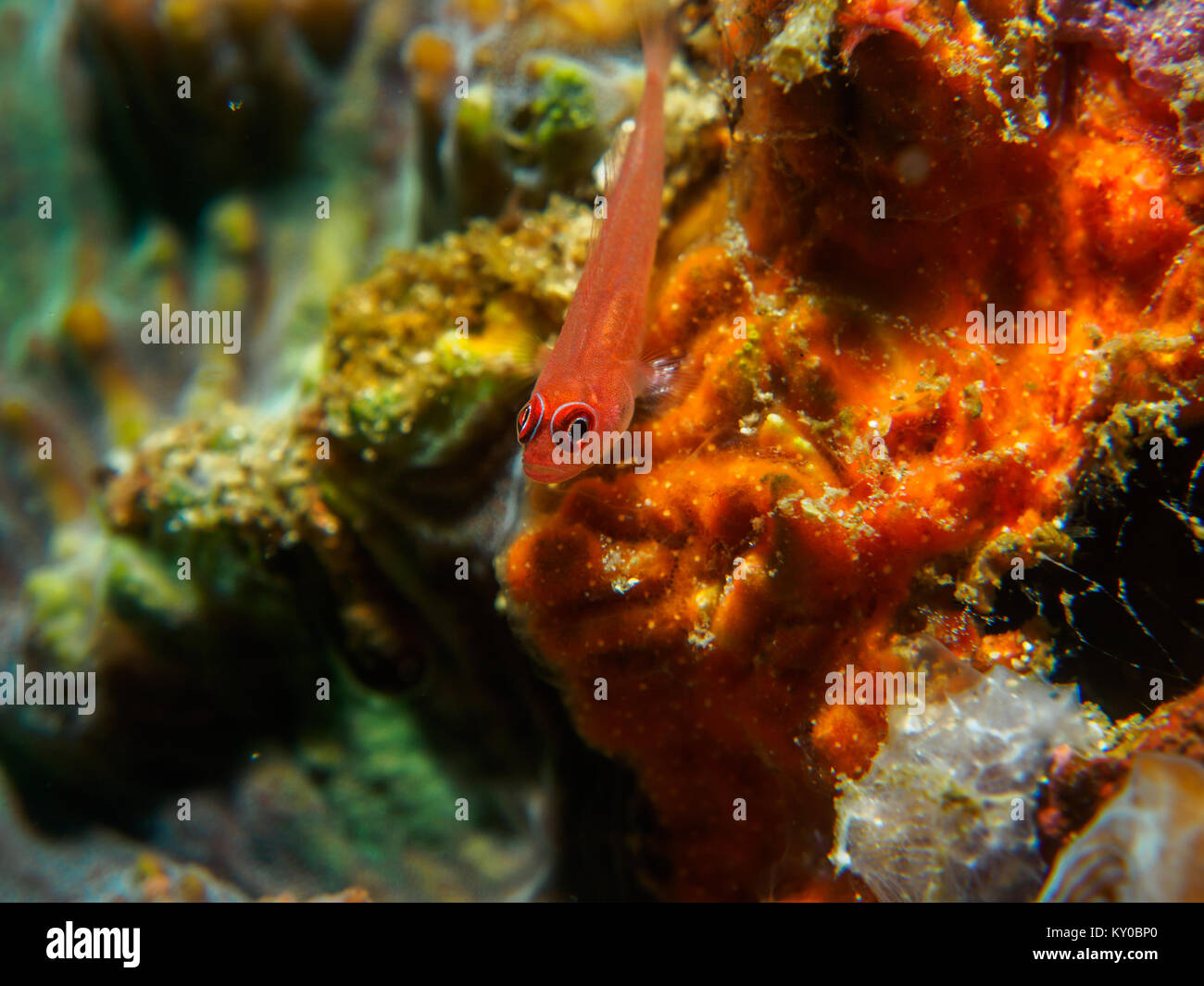 goby fish on the coral , Philippines Stock Photo - Alamy