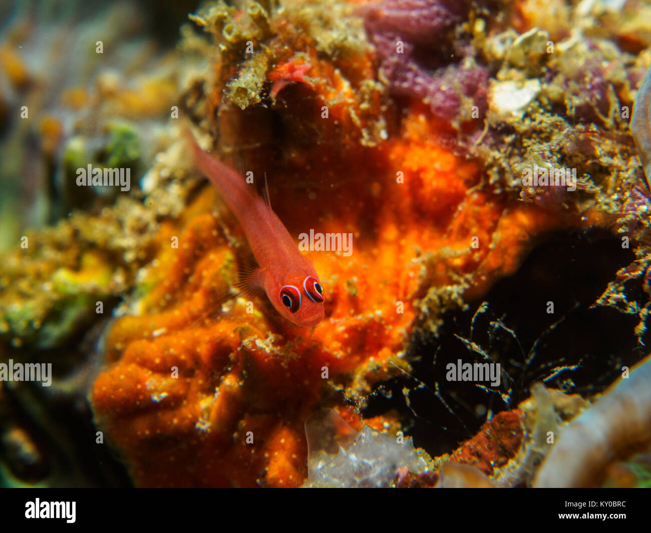 goby fish on the coral , Philippines Stock Photo - Alamy