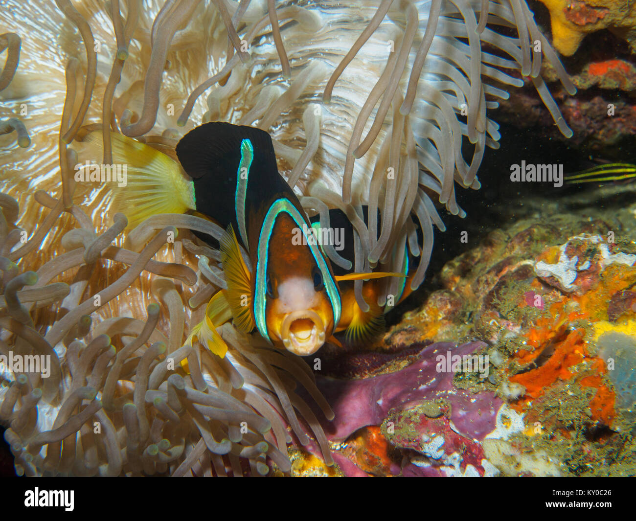 Swimming anemone fish in the Anemone , Philippines Stock Photo - Alamy