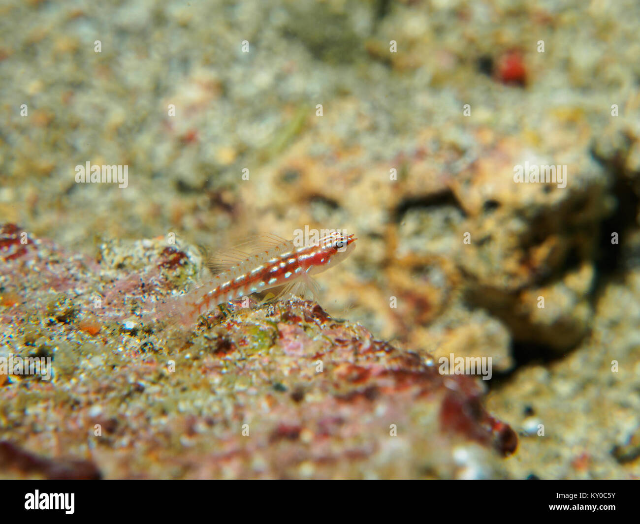 goby fish on the coral , Philippines Stock Photo - Alamy