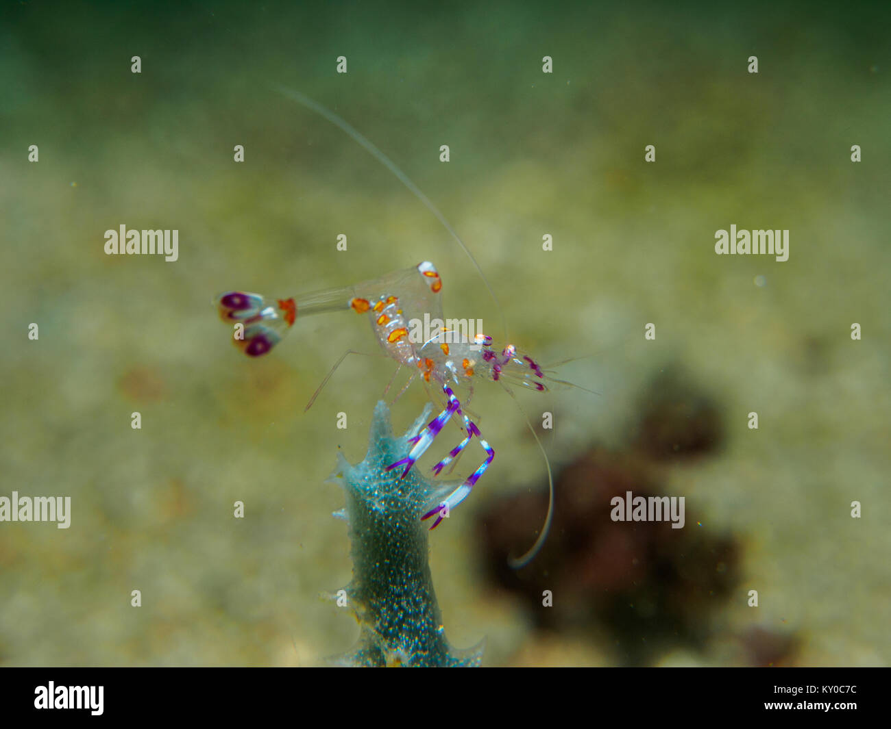 baby shrimp on the coral , Philippines Stock Photo - Alamy