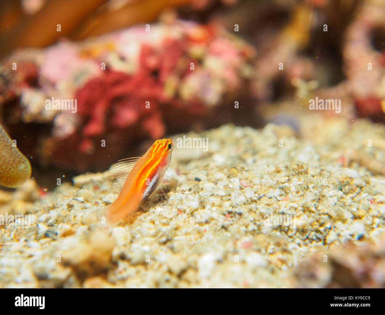 goby fish on the coral , Philippines Stock Photo - Alamy