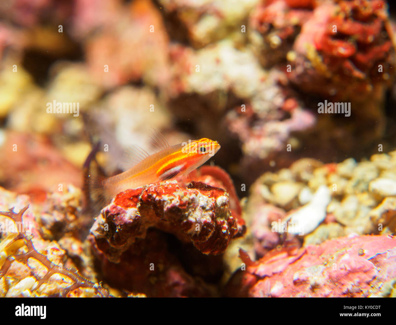 goby fish on the coral , Philippines Stock Photo - Alamy